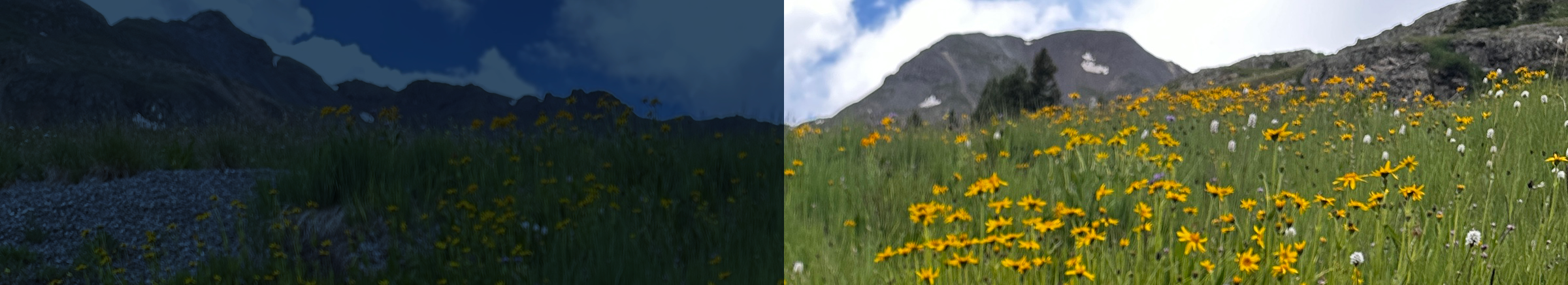 wildflowers-full width - Skeo